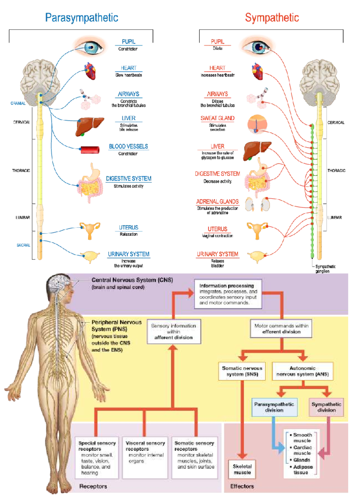 Anatomy and Physiology Overview: Endocrine and Circulatory Systems ...