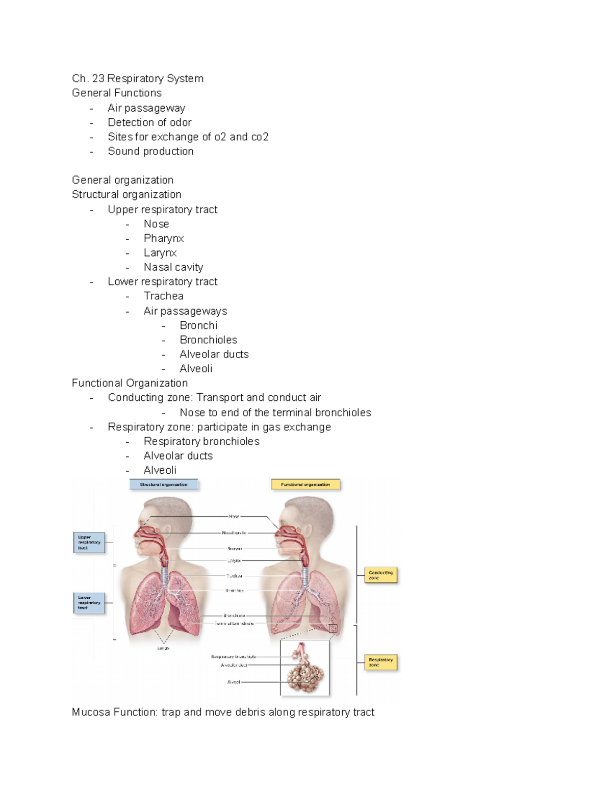 Chapter 23: In-Depth Overview of the Respiratory System - Studocu