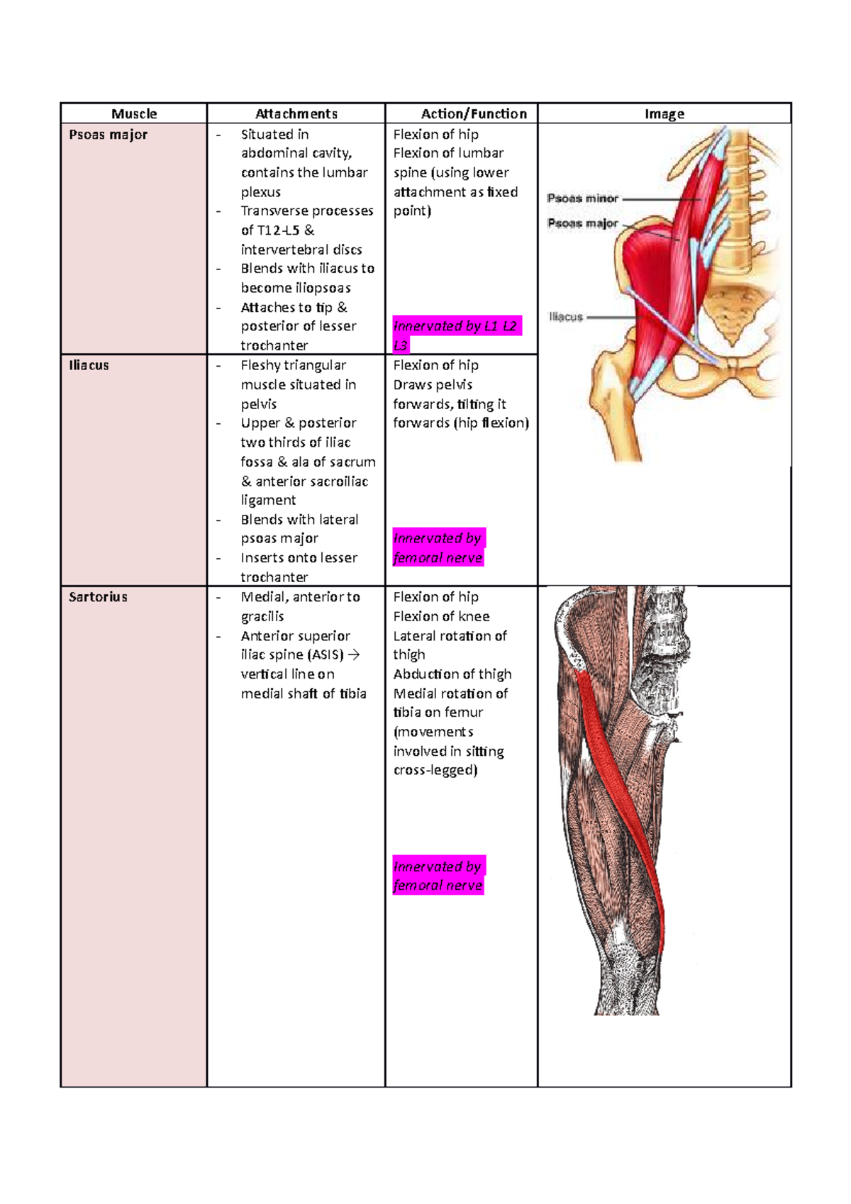 muscle table - Muscle Attachments Action/Function Image Psoas major ...