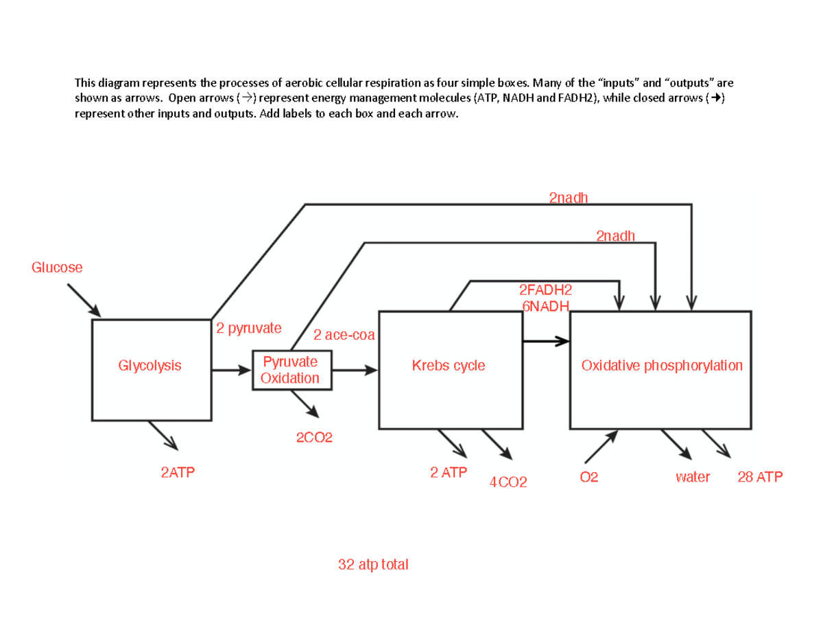 Respiration - BIOL 1011 - Many of the “inputs” and “outputs” are shown ...