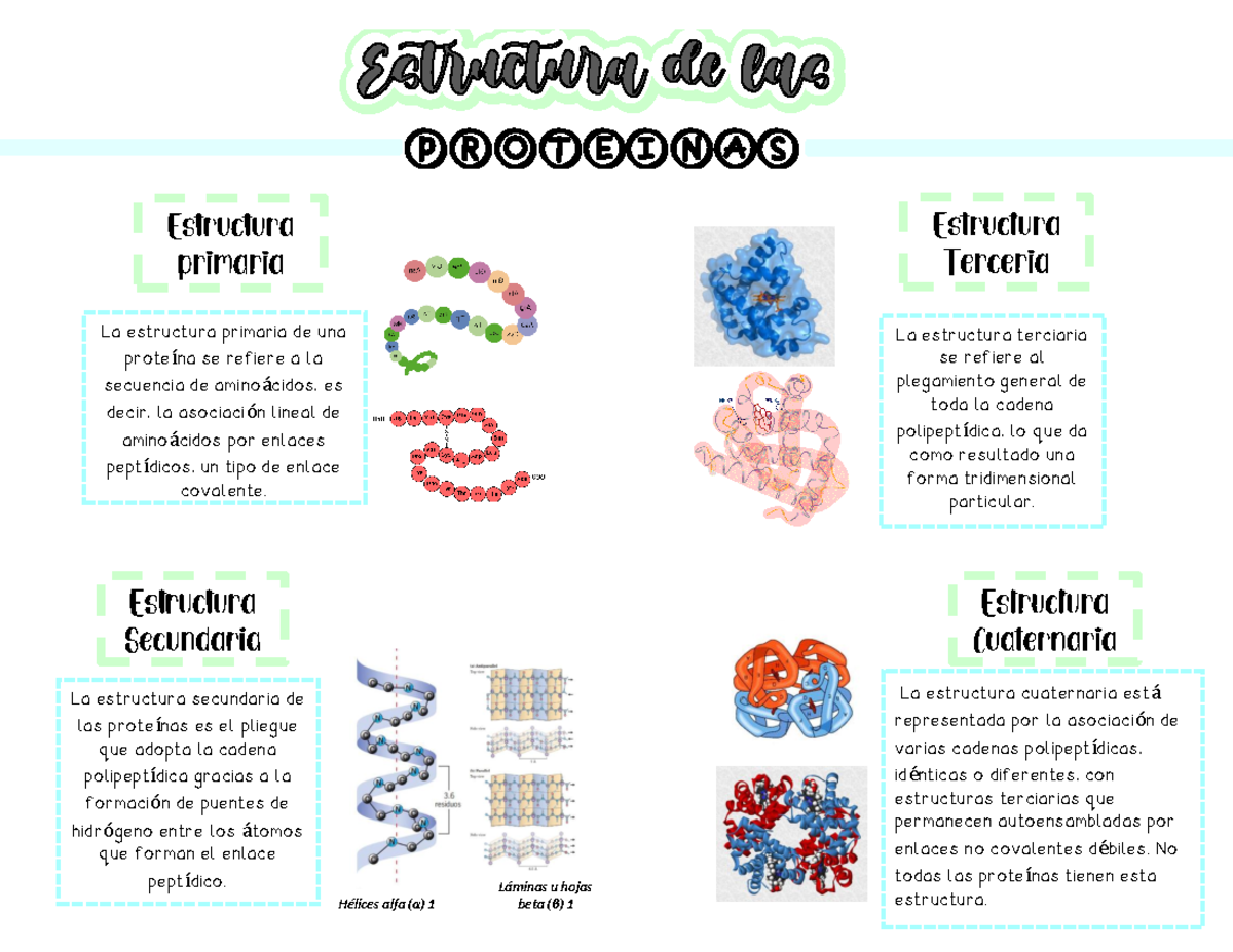 Estructura De Las Proteínas Primaria, Secundaria, Terciaria Y Cuaternaria.