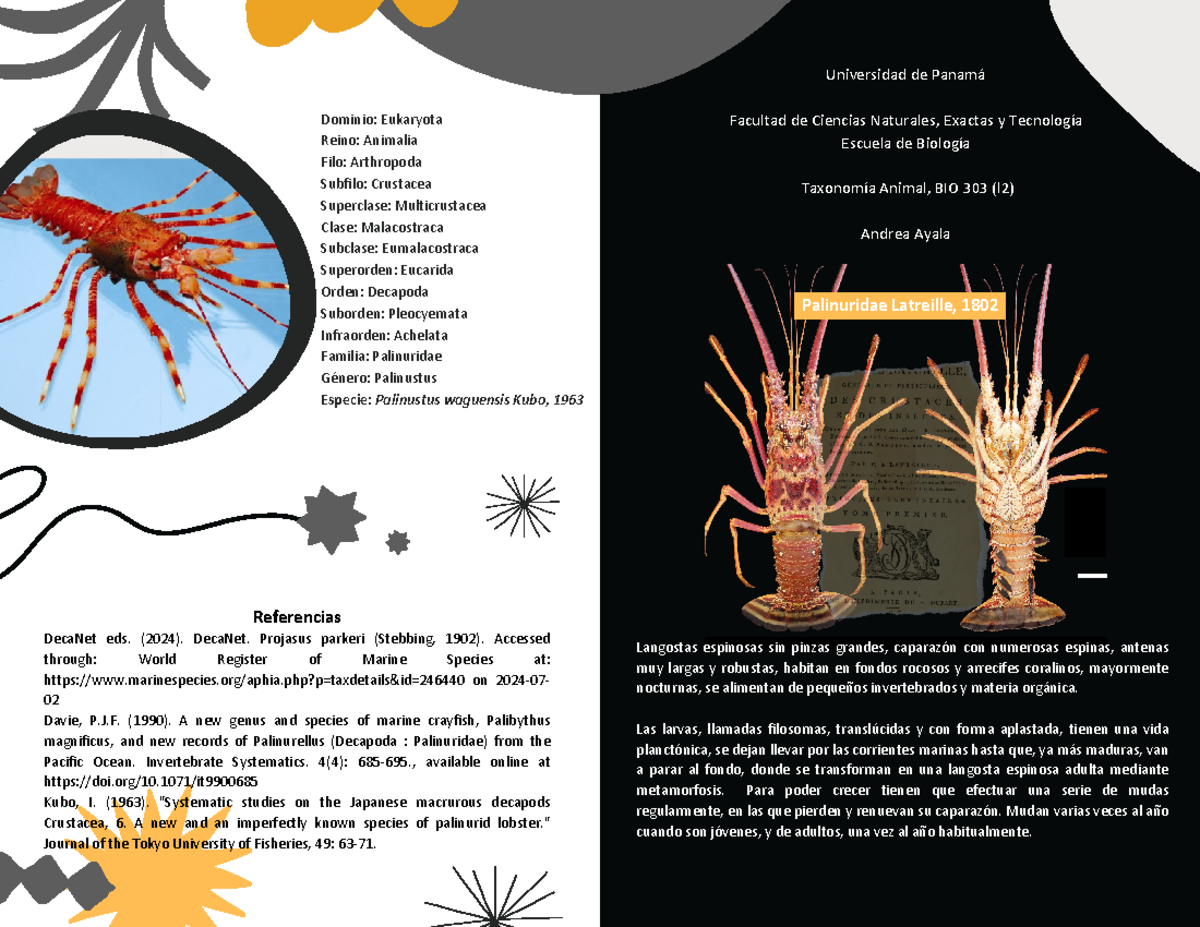 Palinuridae - Referencias DecaNet eds. (2024). DecaNet. Projasus ...