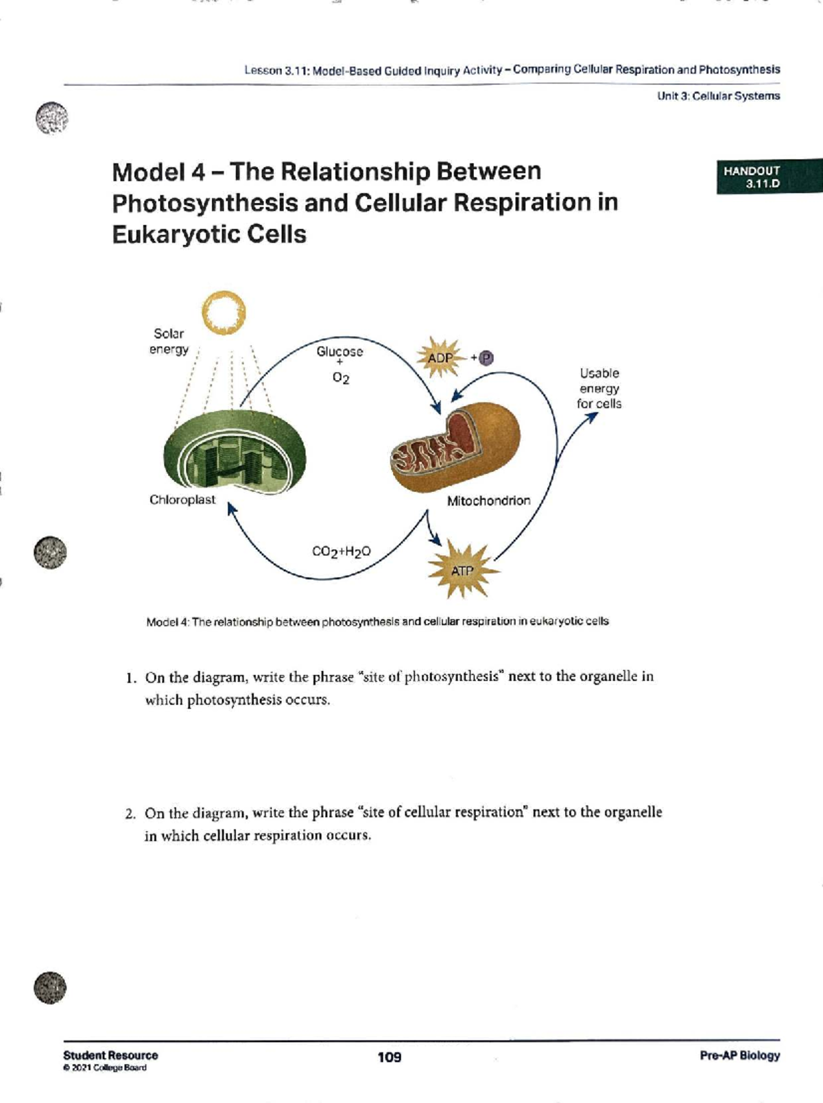 Lesson 3.11: Guided Inquiry on Photosynthesis & Respiration (Bio 110 ...