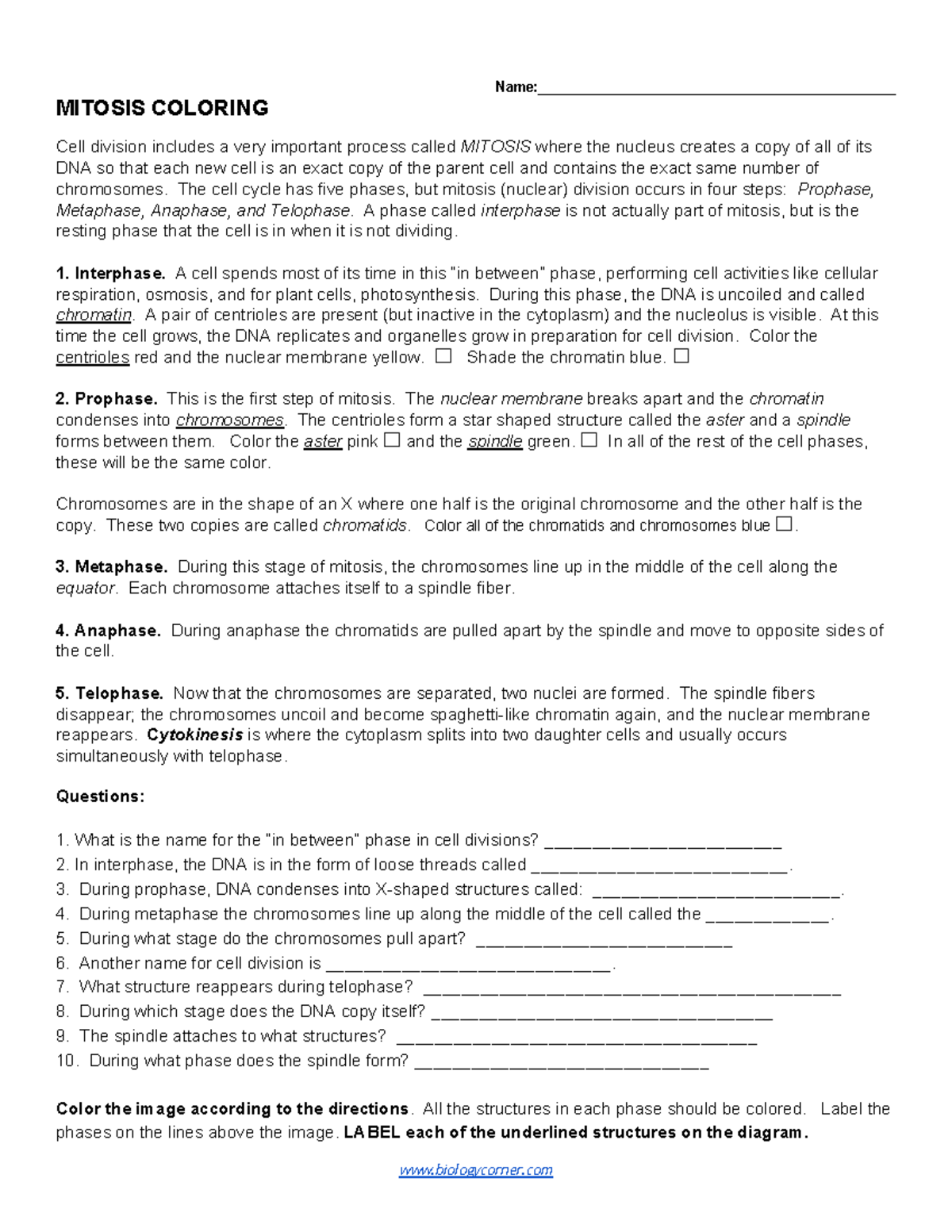 Mitosis Coloring Activity and Questions Worksheet - Studocu
