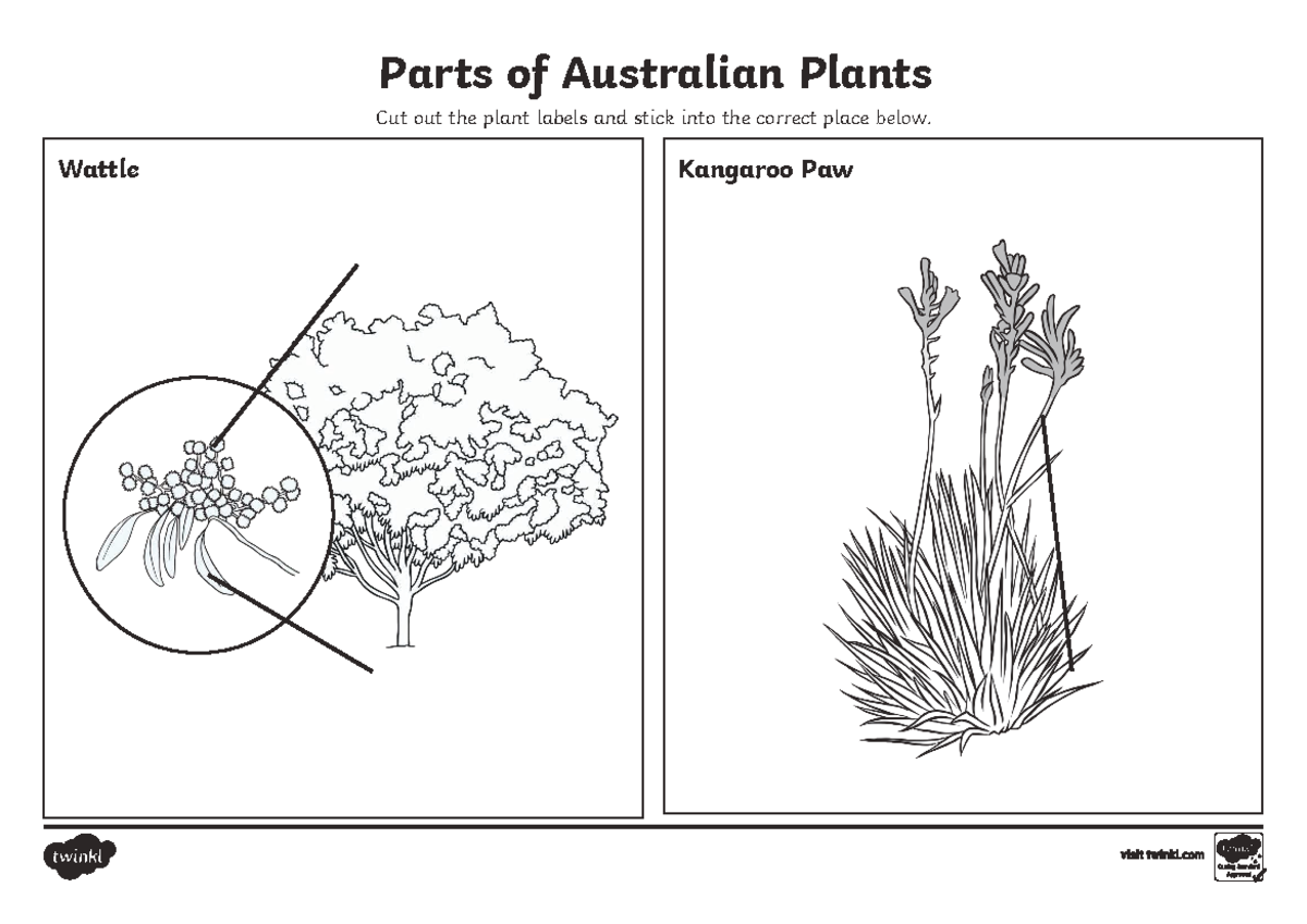 Au-sc-52 Parts of Australian Plants Activity Sheet - Studocu