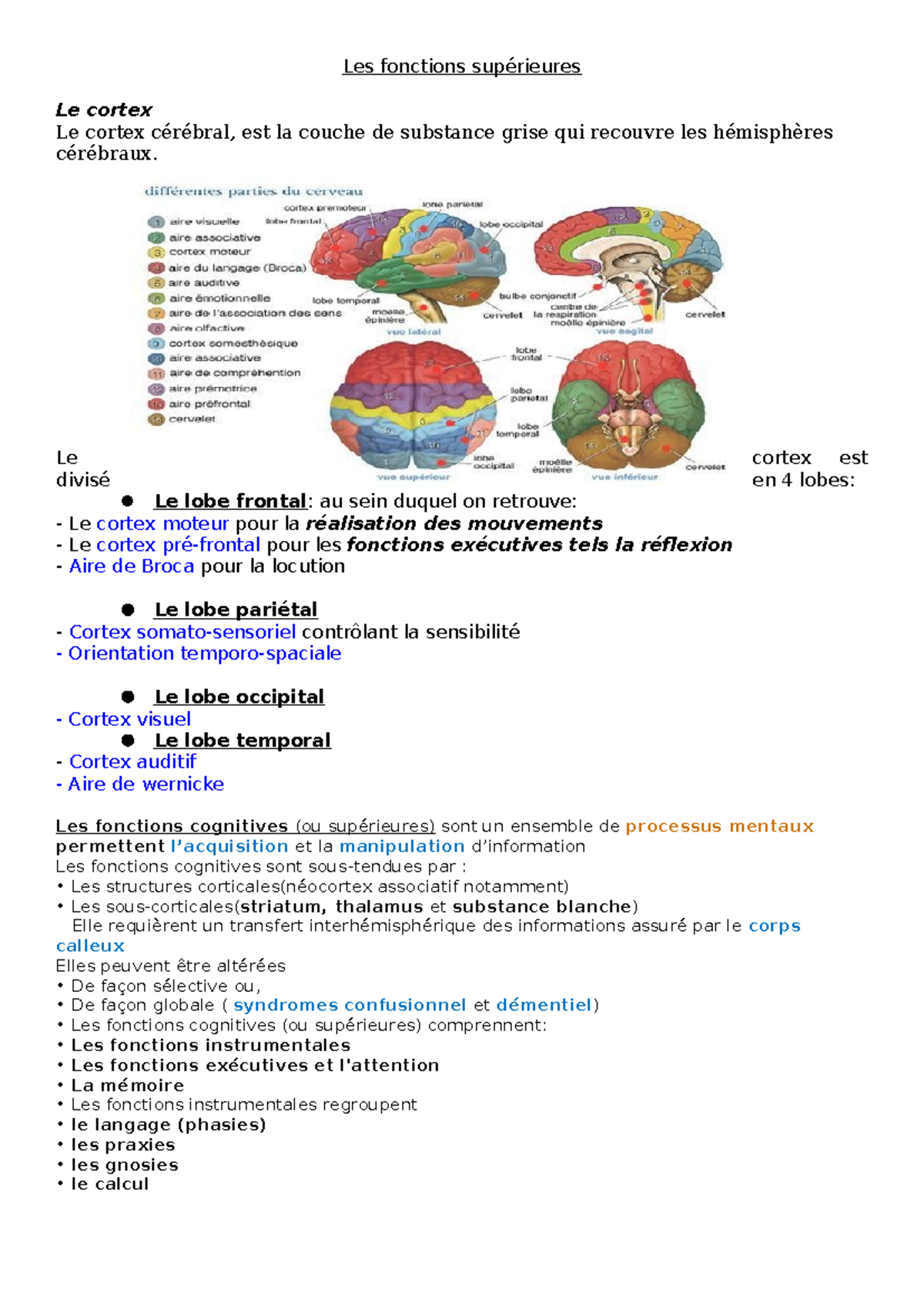 Les fonctions supérieures du cortex cérébral - Cours de Neuroanatomie ...