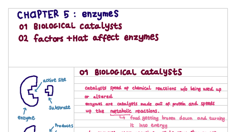 Biology Chapter 5: Enzymes as Biological Catalysts and Their Factors ...