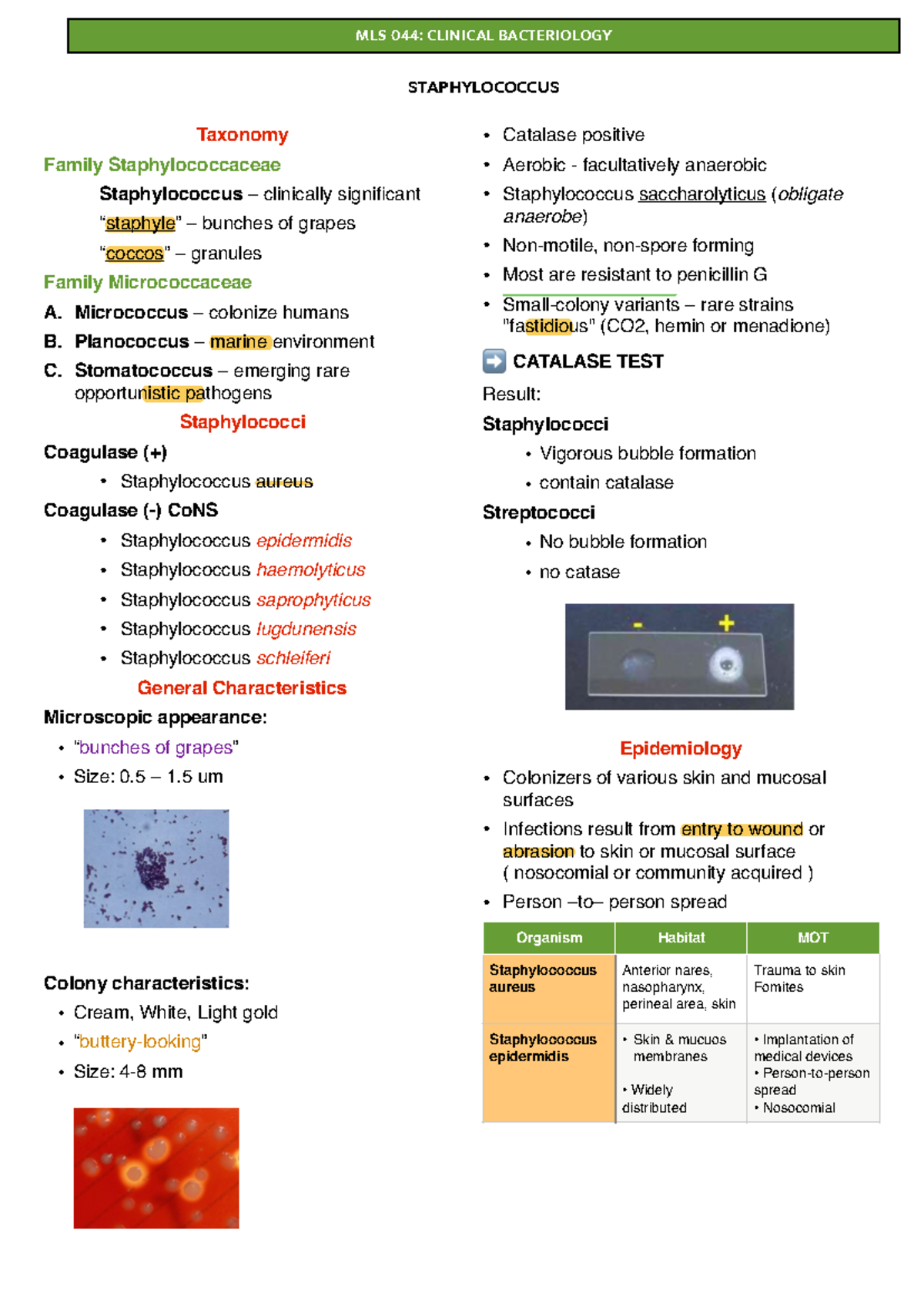 Staphylococcus Species Overview - Taxonomy and Clinical Significance ...
