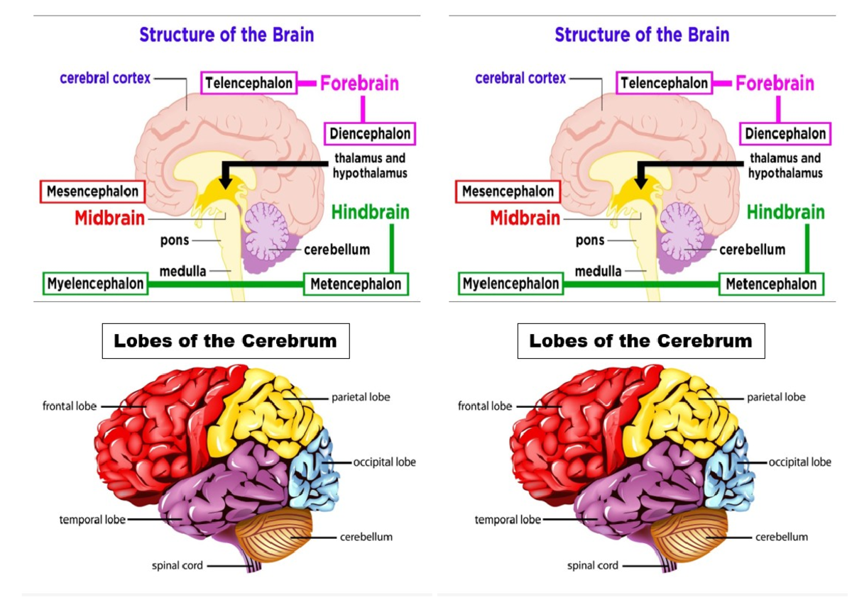 Human Brain - Structure of the Brain Structure of the Brain cerebral cortex Telencephalon ...