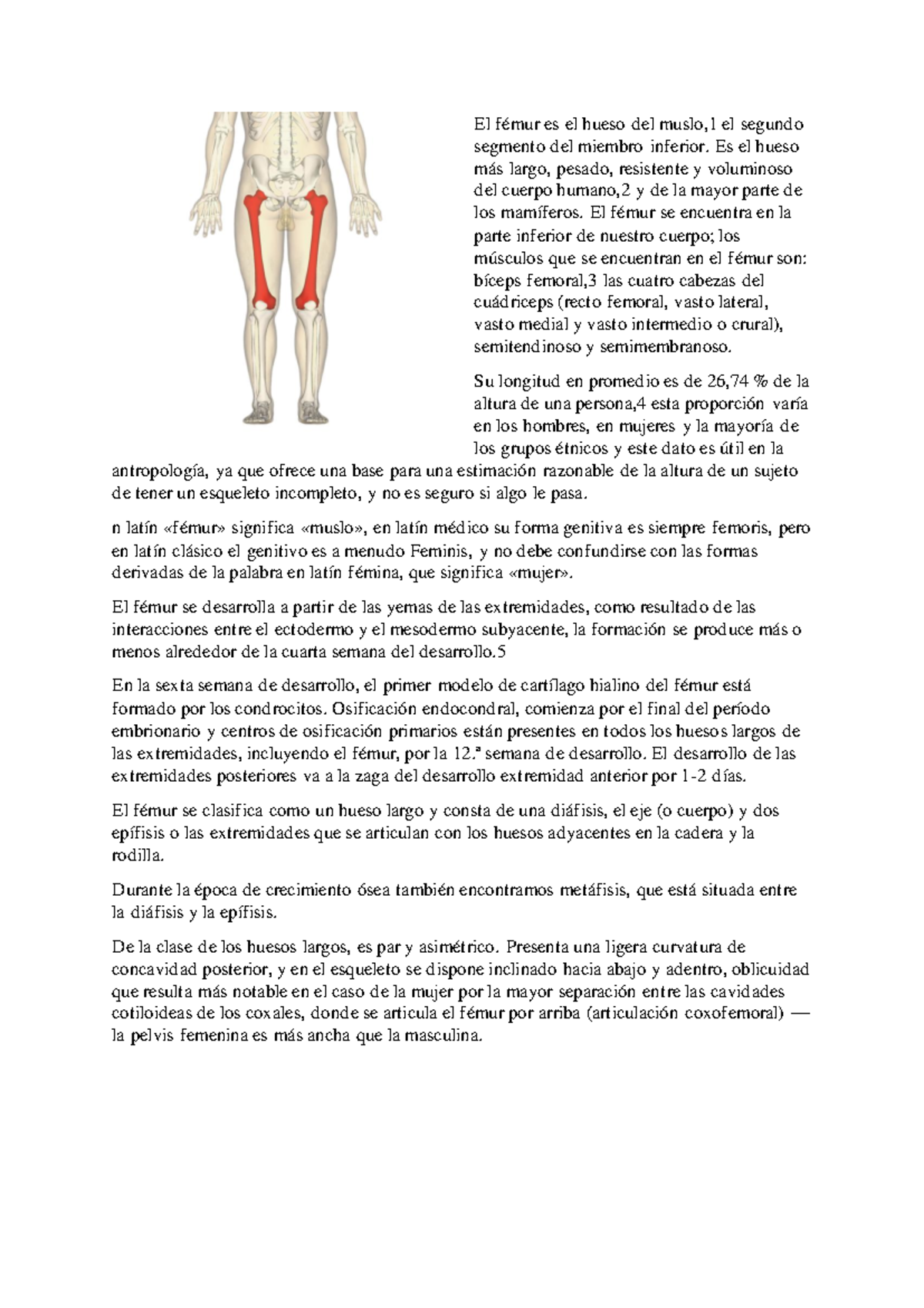 El fémur es el hueso del muslo - Es el hueso más largo, pesado ...