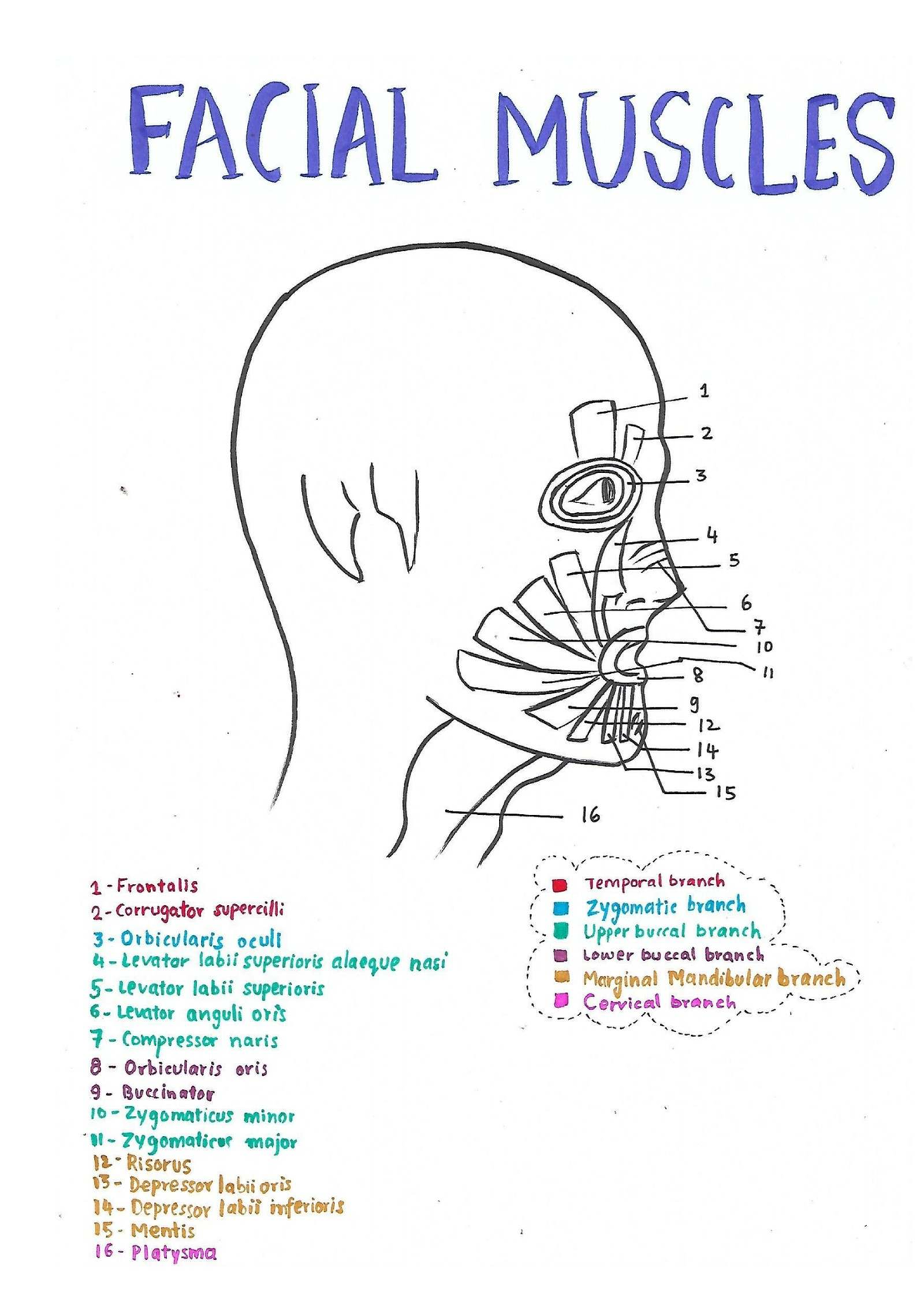 Head and Neck Anatomy: Facial Muscles and Nerve Supply (MBBS) - Studocu