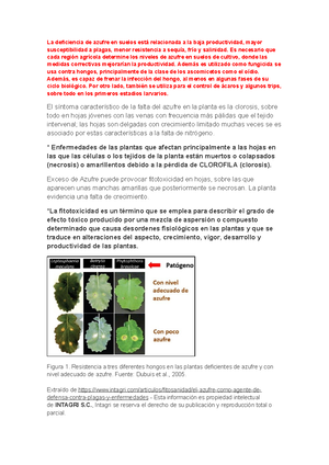 Morfología DEL Mango - MORFOLOGÍA DEL MANGO RAÍZ El mango tiene una ...