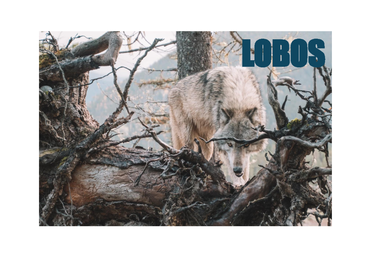 Lobos - 2° AÑO - Características y Comportamiento del Lobo - Studocu