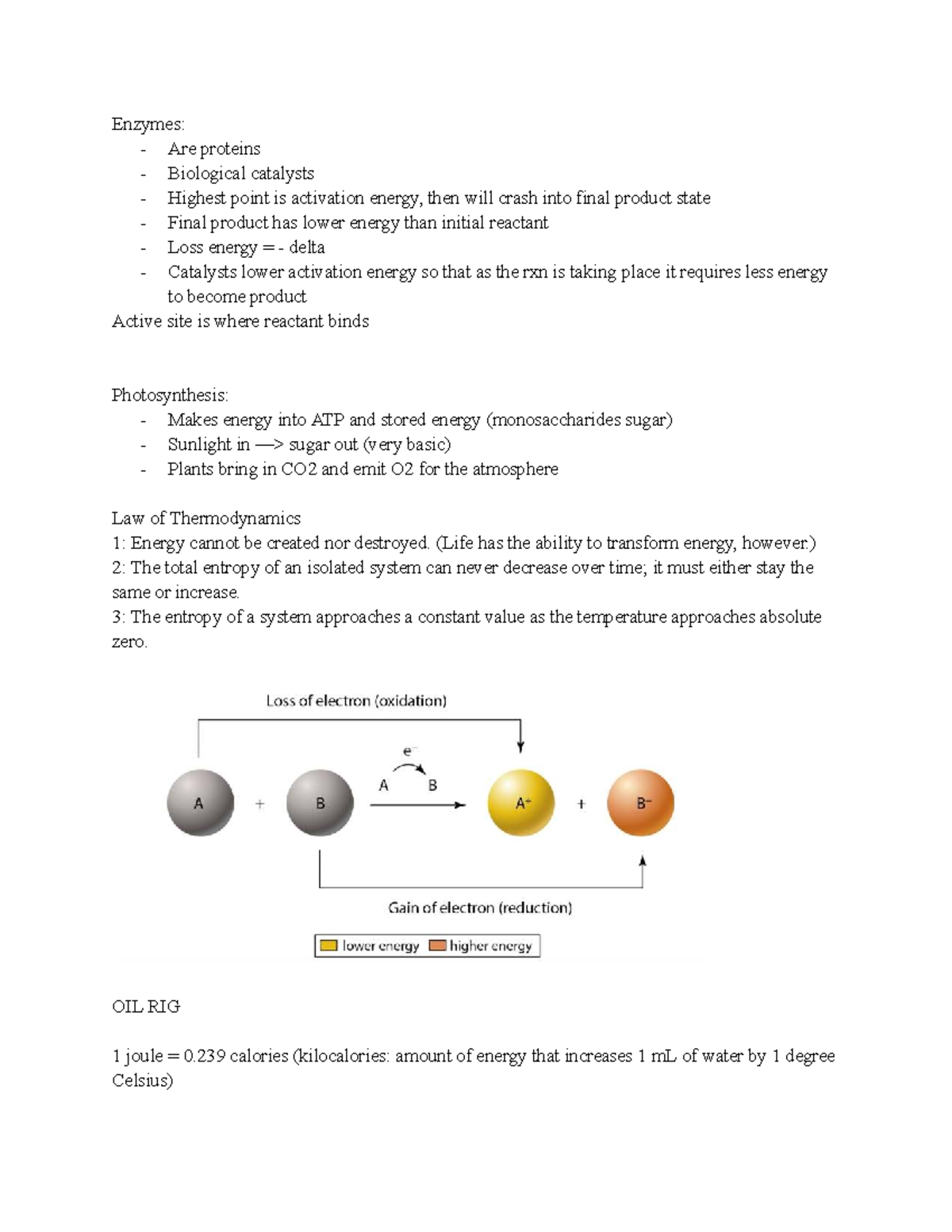 Bio 103 Final Exam Notes: Enzymes, Photosynthesis & Respiration - Studocu