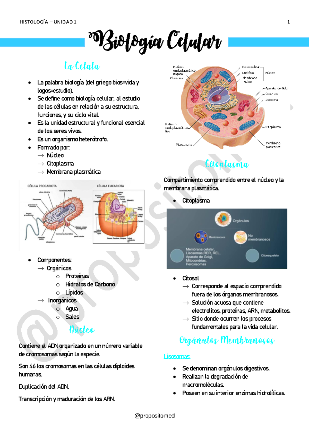 Unidad 1 - Biología Celular - Biología Celular La Célula La palabra ...