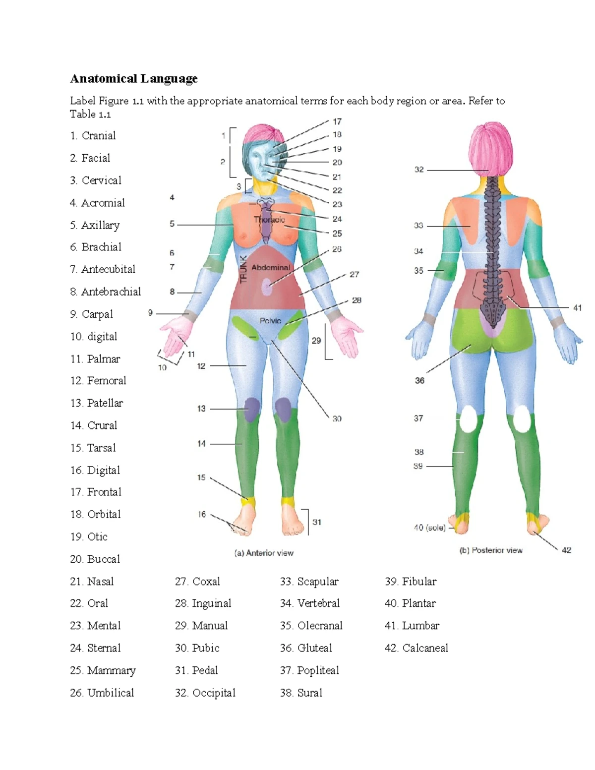 6-1 Mastering A and P Lab Module Six Homework - Grading Policy Art Labeling Activity: Figure 13 ...