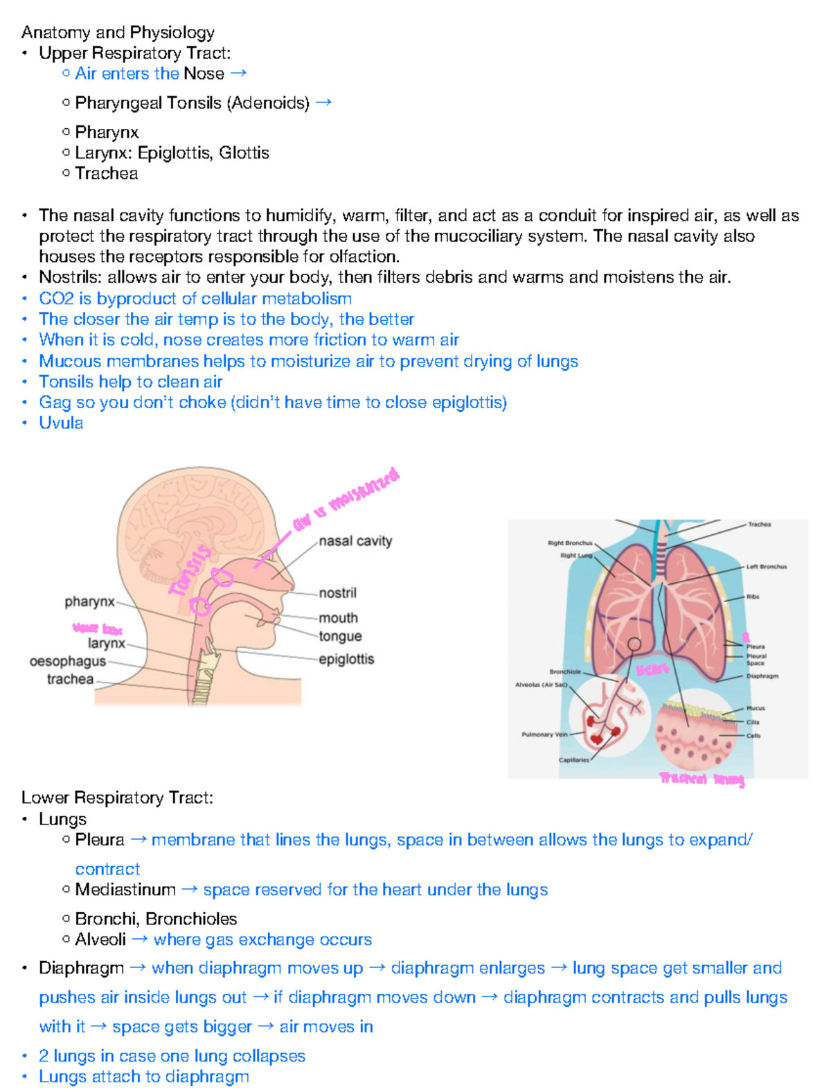 Gas Exchange Notes: Anatomy & Physiology of the Respiratory System (A&P ...