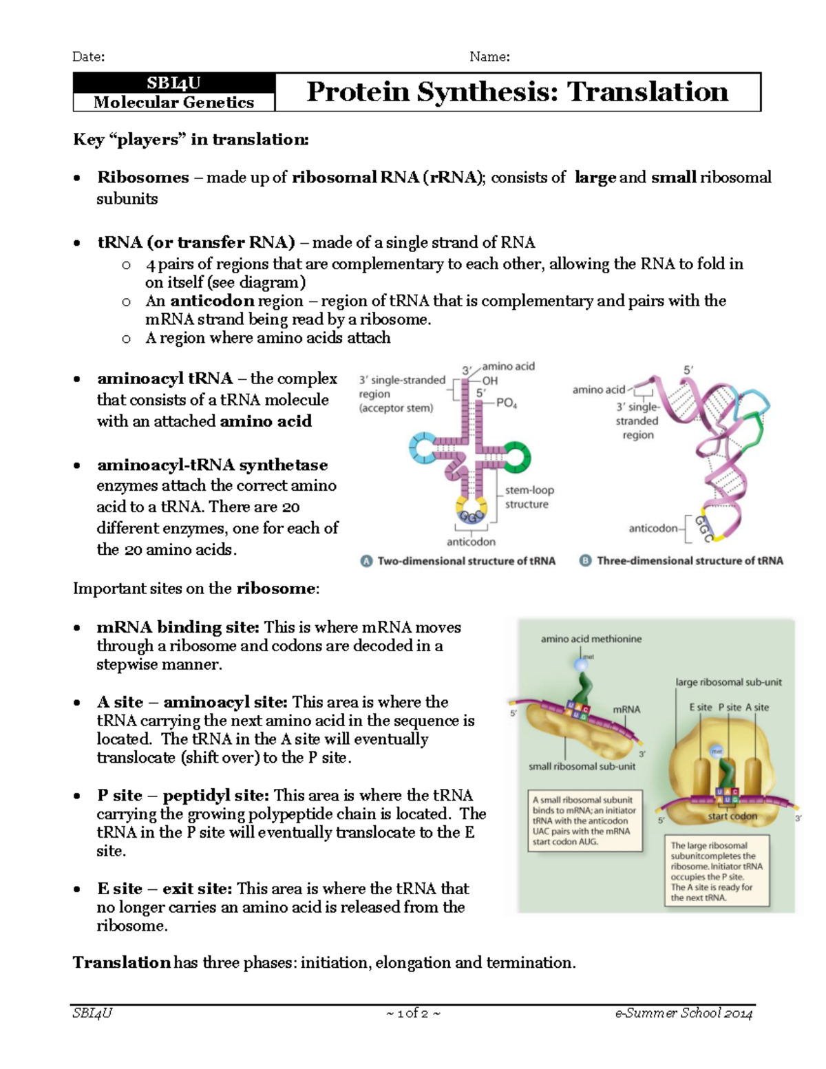 SBI4U Molecular Genetics: Protein Synthesis & Translation Notes - Studocu