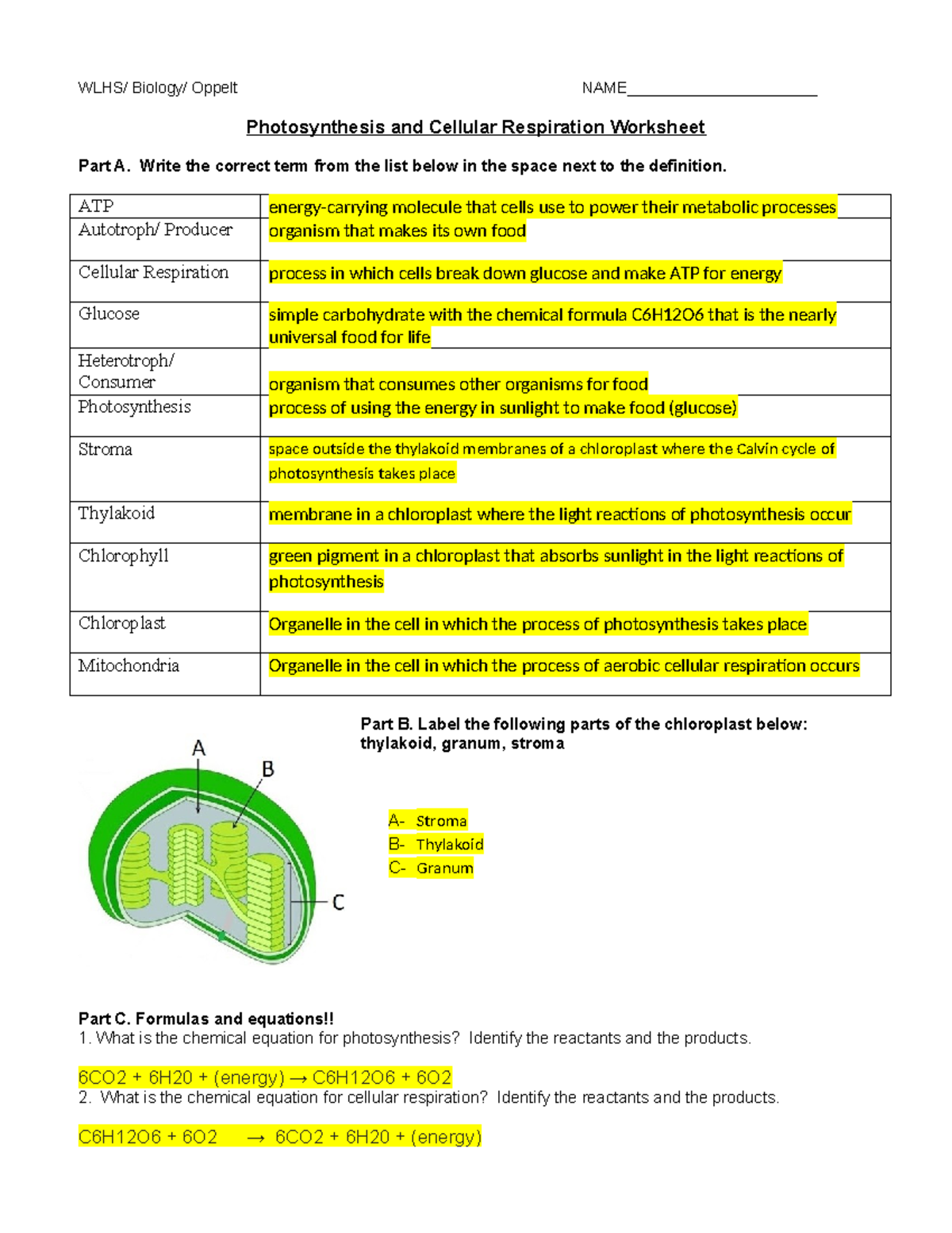 Cellular Respiration Review Worksheet Answer Key 50+ Cellular