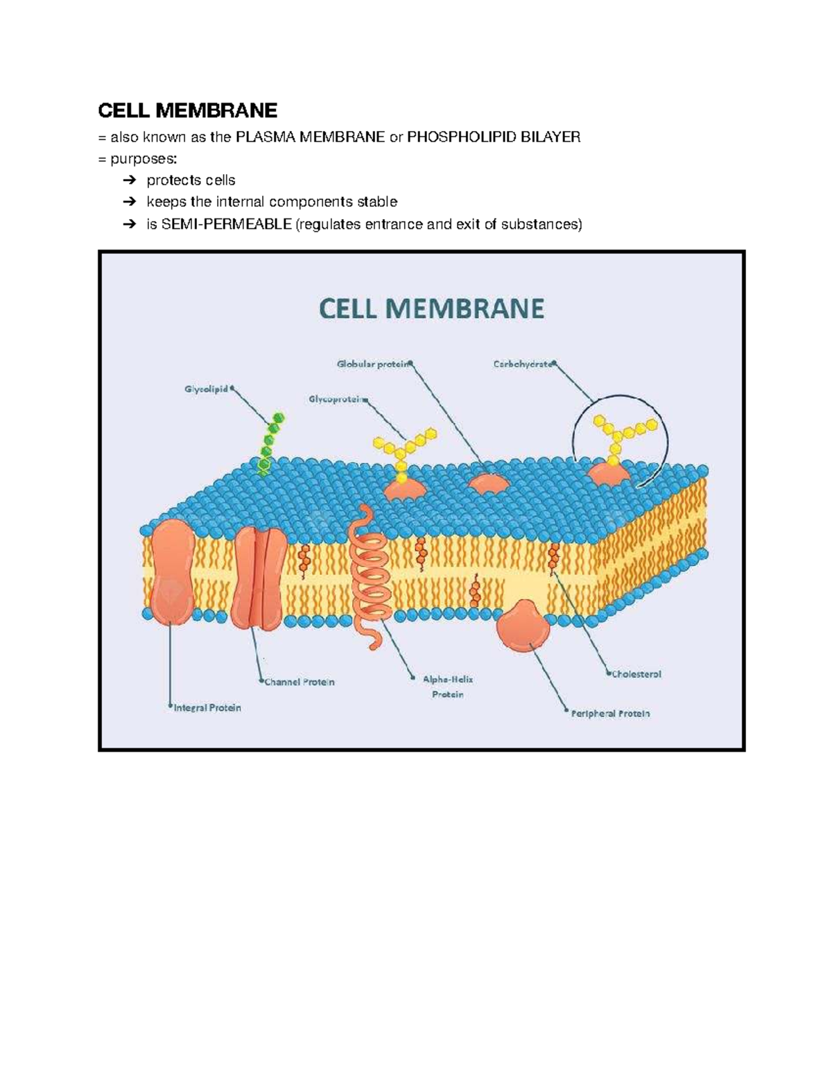 Gen. Bio Reviewer: Cell Membrane Structure & Function Overview - Studocu