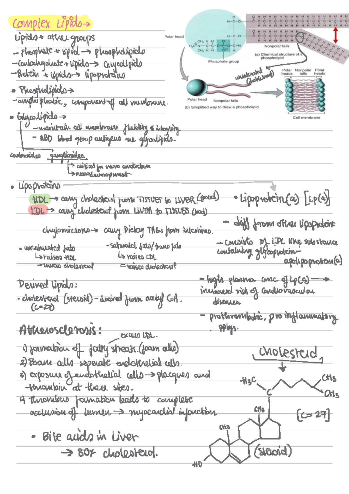 Complex Lipids: Structure, Function, and Health Implications - Studocu
