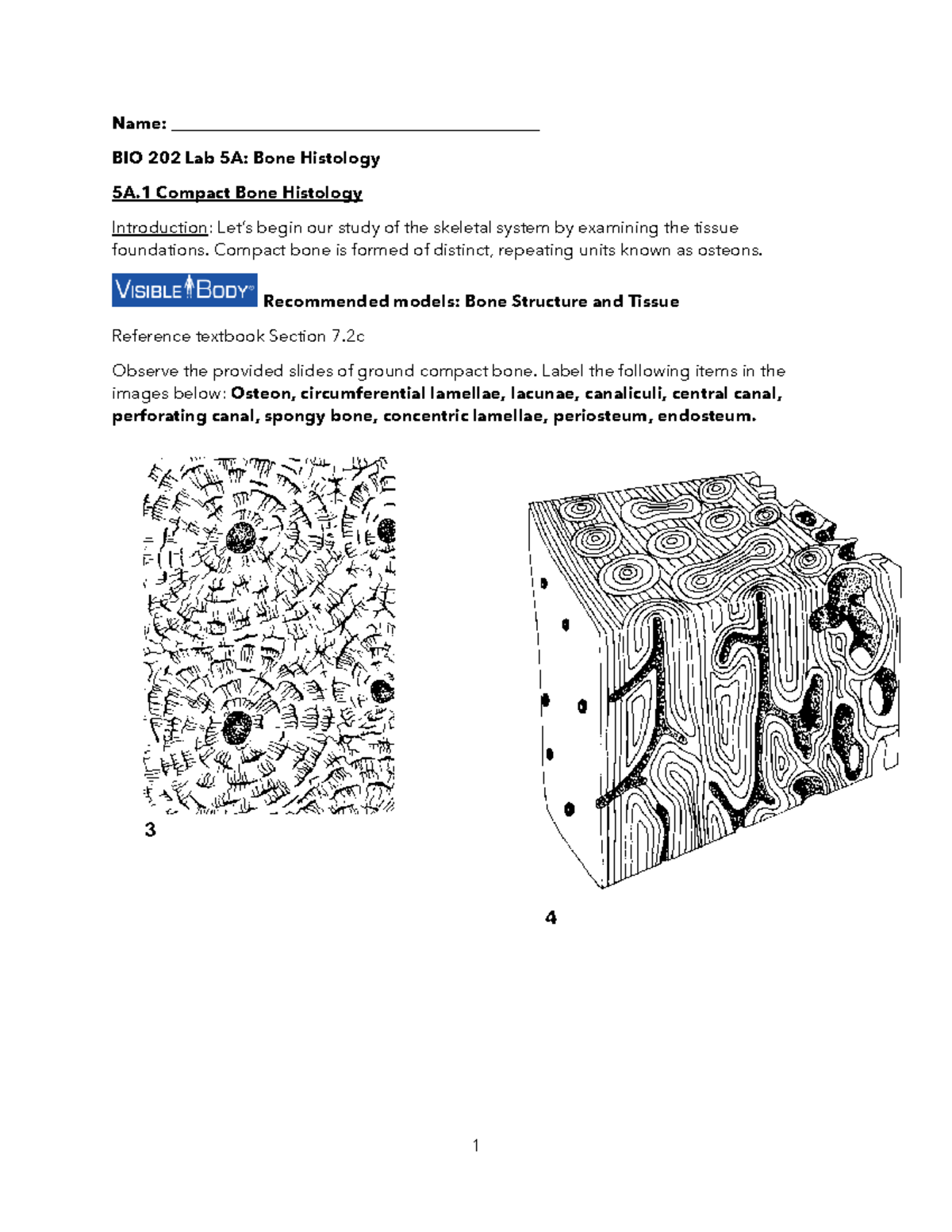 BIO 202 Lab 5A - Exploring Compact Bone Histology and Anatomy - Studocu