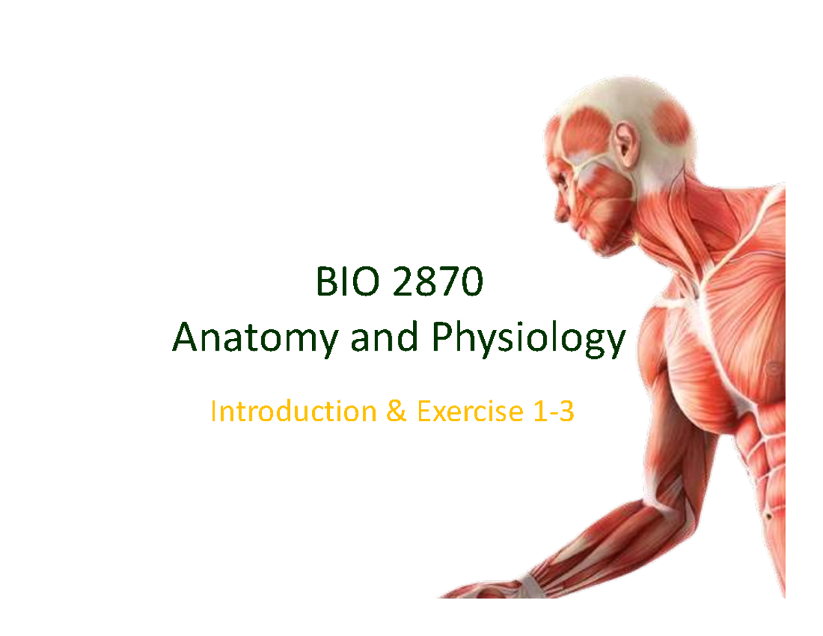 Introduction and Exercise 1-3 for BIO 2870 Anatomy & Physiology - Studocu
