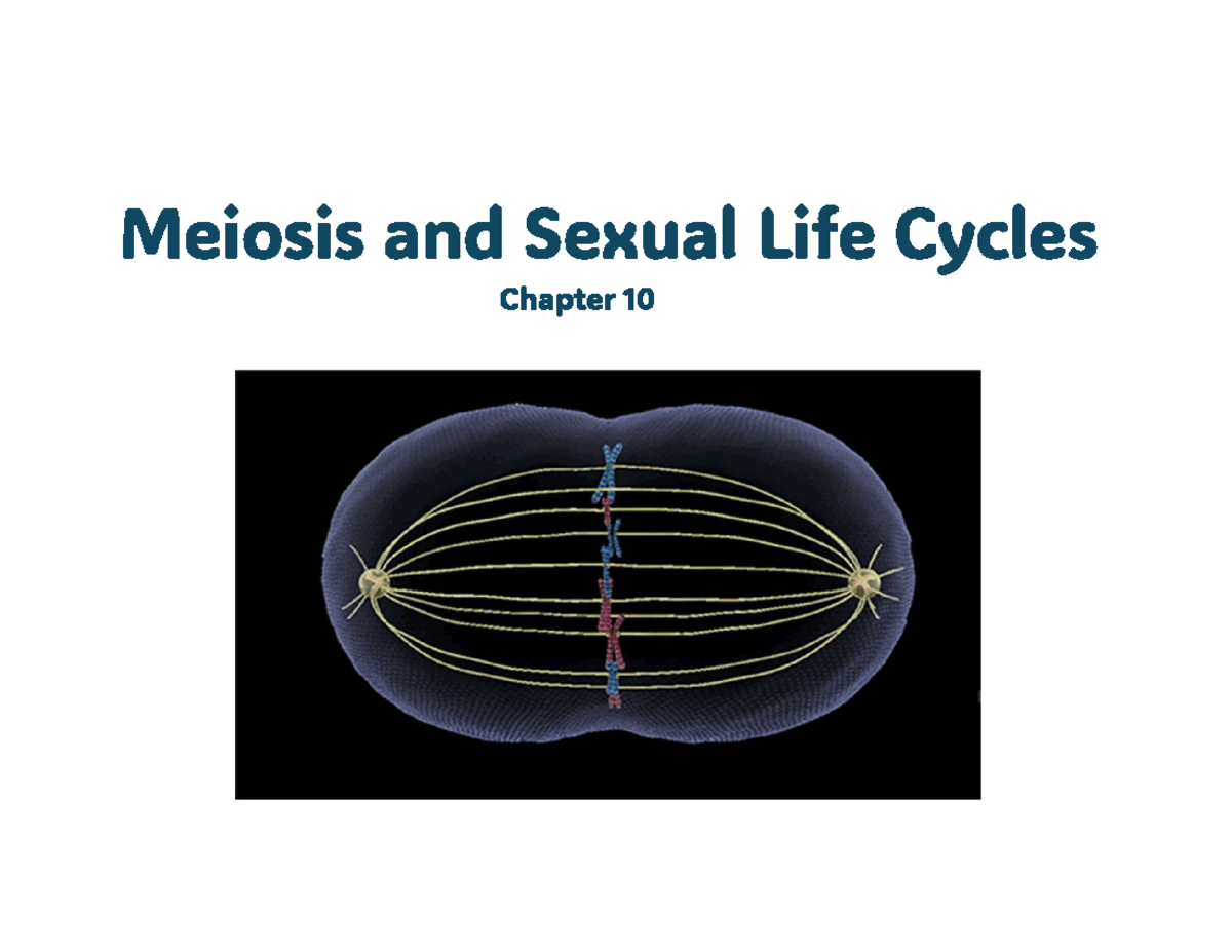 Chapter 10: Meiosis and Sexual Life Cycles - Studocu