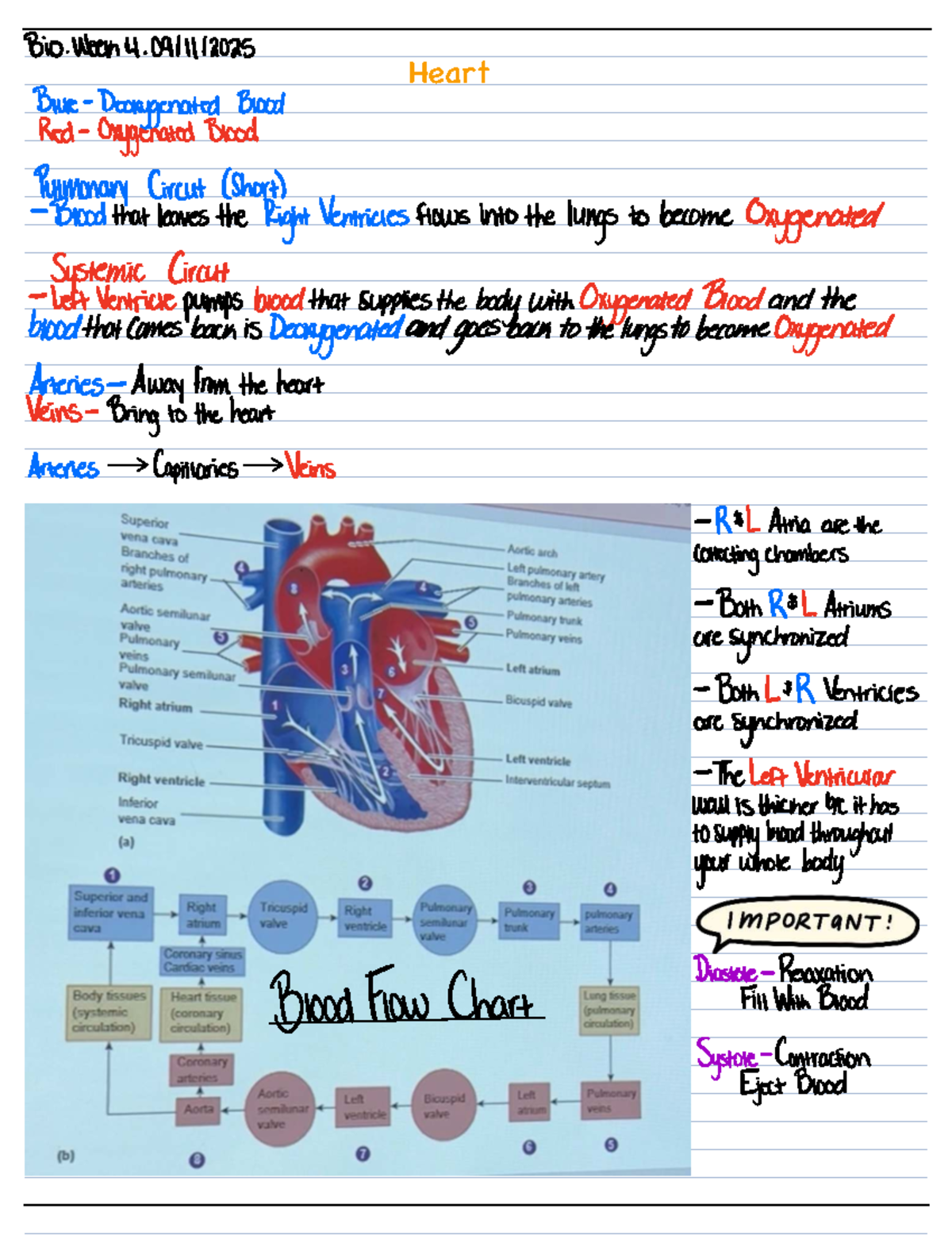 Bio A&P 2 Week 5: Heart Circulation & Blood Flow Mechanics - Studocu
