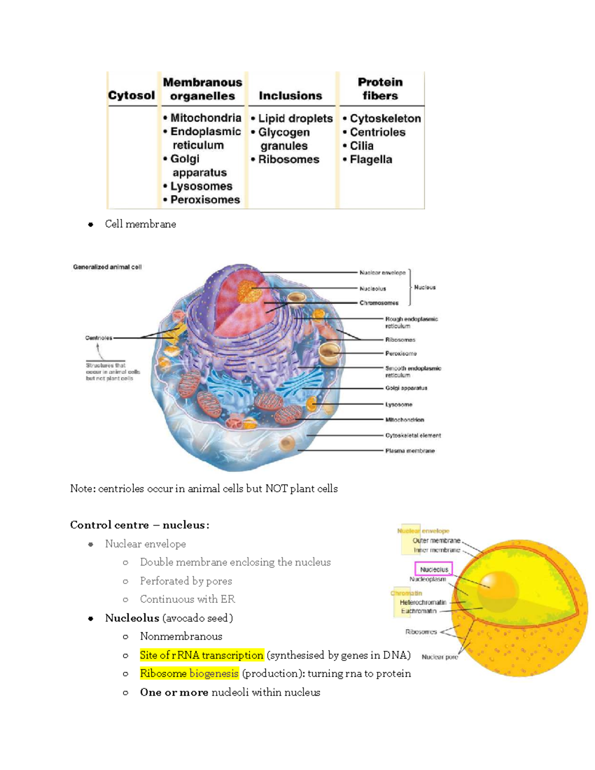 Week 1 Notes: Organelle Structure & Functions (Lecture 2) - Studocu