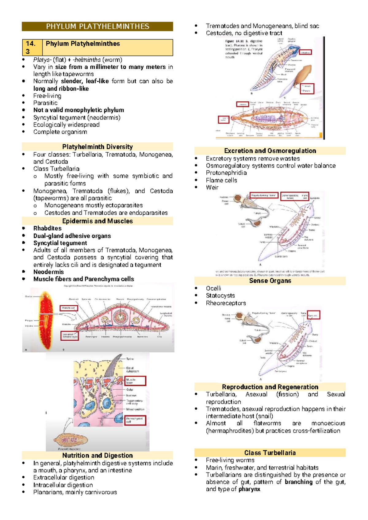PHYLUM PLATYHELMINTHES, ANNELIDA & NEMATODA: A Comprehensive Overview ...