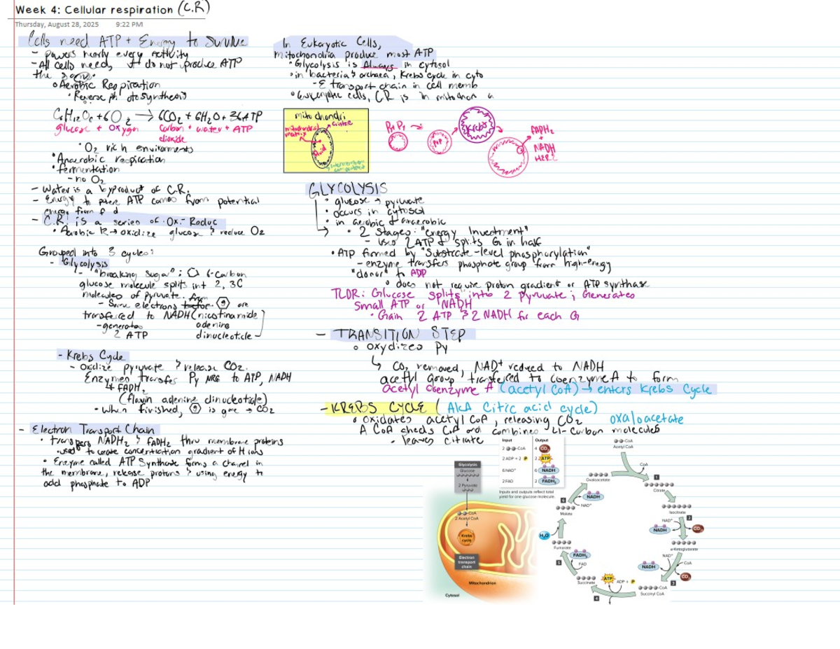 C.R. Week 4 Notes: Cellular Respiration Overview and Processes - Studocu