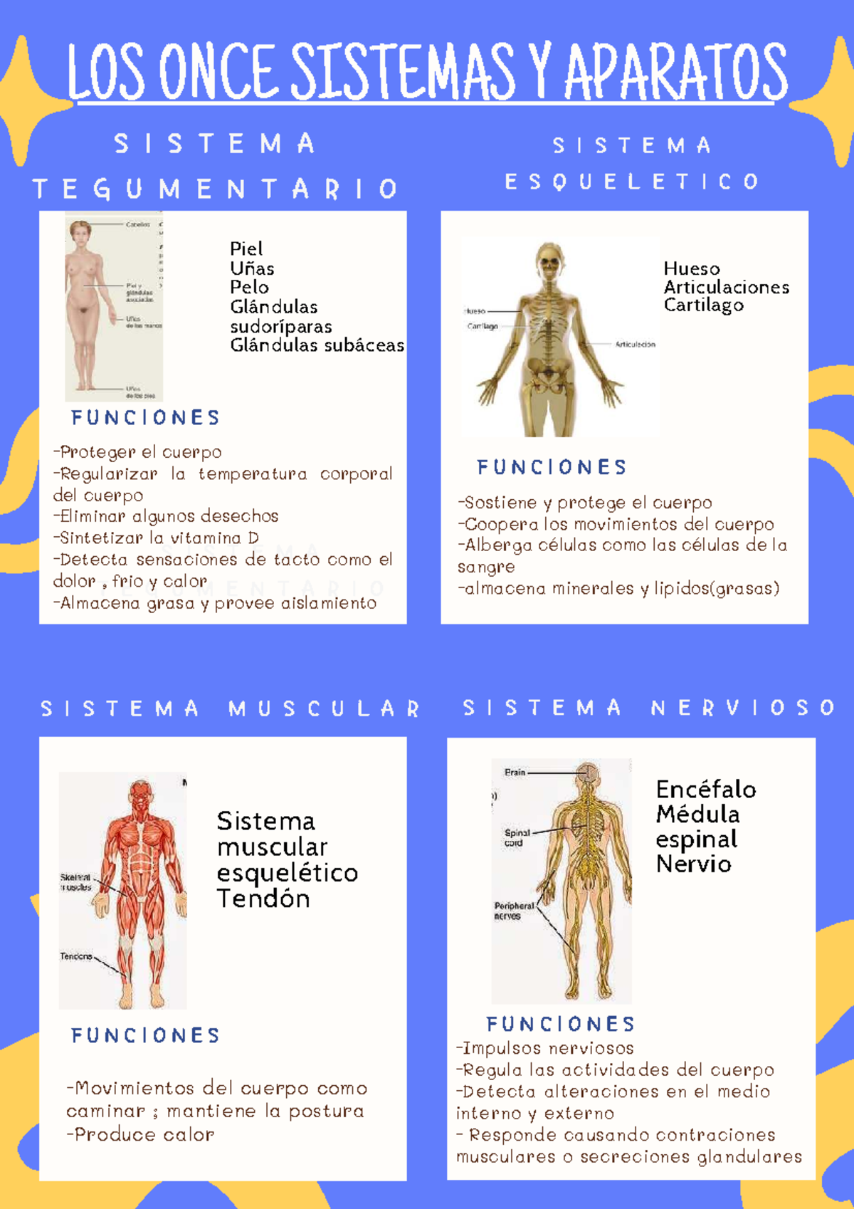 Los Once Sistemas y Aparatos del Cuerpo Humano: Funciones y Estructura ...