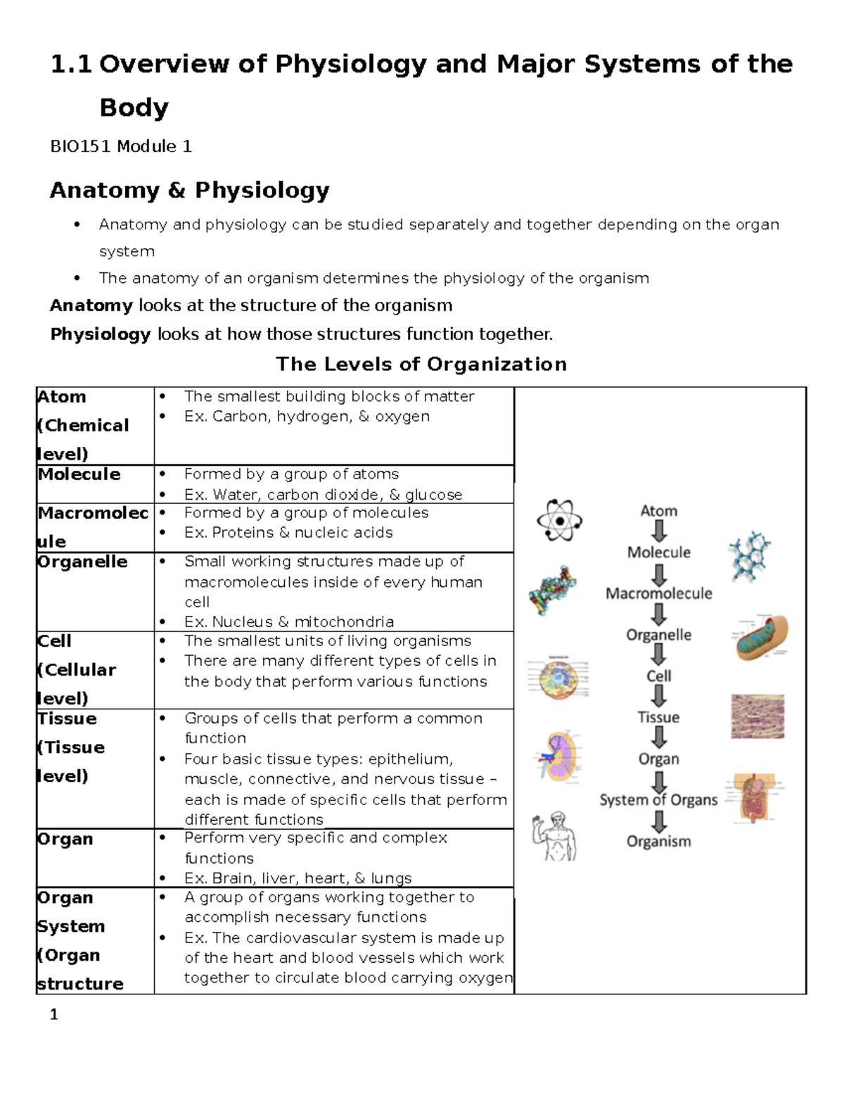 BIO151 Human Anatomy & Physiology I Module 1 Overview Notes - Studocu