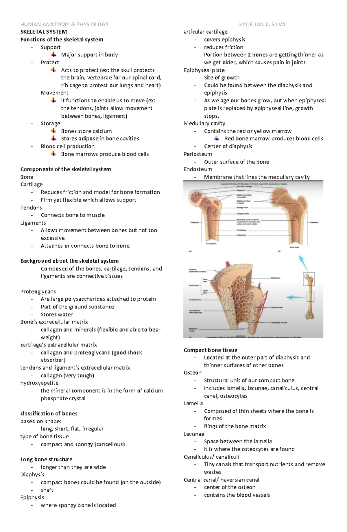 HUMAN ANATOMY PHYSIOLOGY CHAPTER 6: SKELETAL SYSTEM FUNCTIONS - Studocu