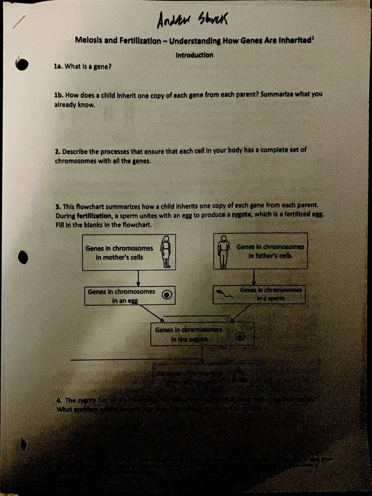 Meiosis and Fertilization - Understanding How Genes Are Inherited ...