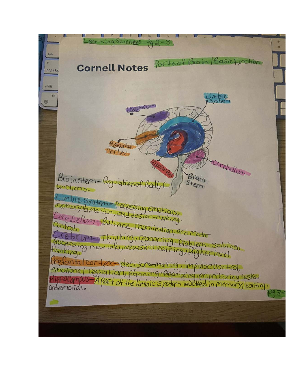 PSY101: Parts of the Brain - Cornell Notes on Basic Functions - Studocu