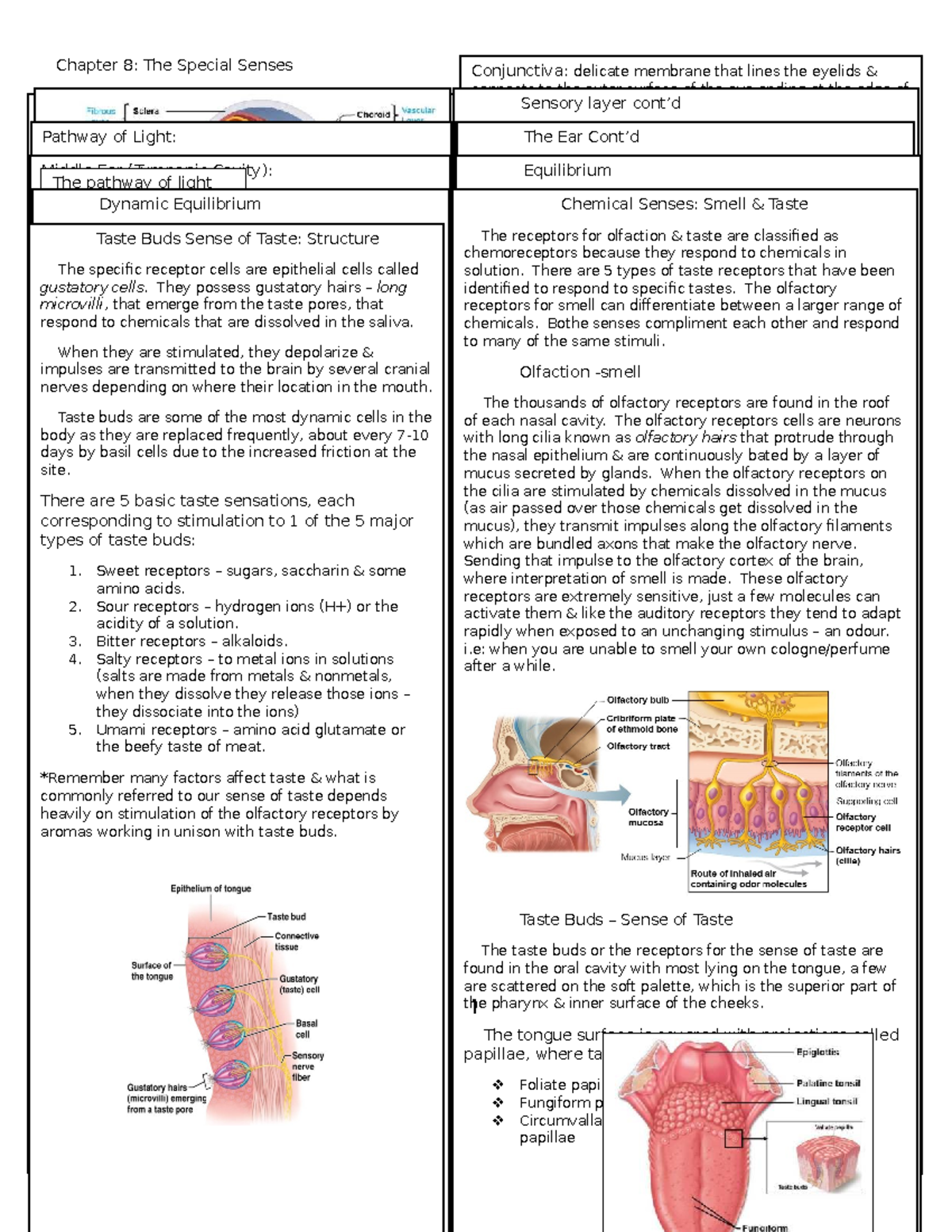 Chapter 8: Anatomy and Physiology of the Special Senses - Studocu