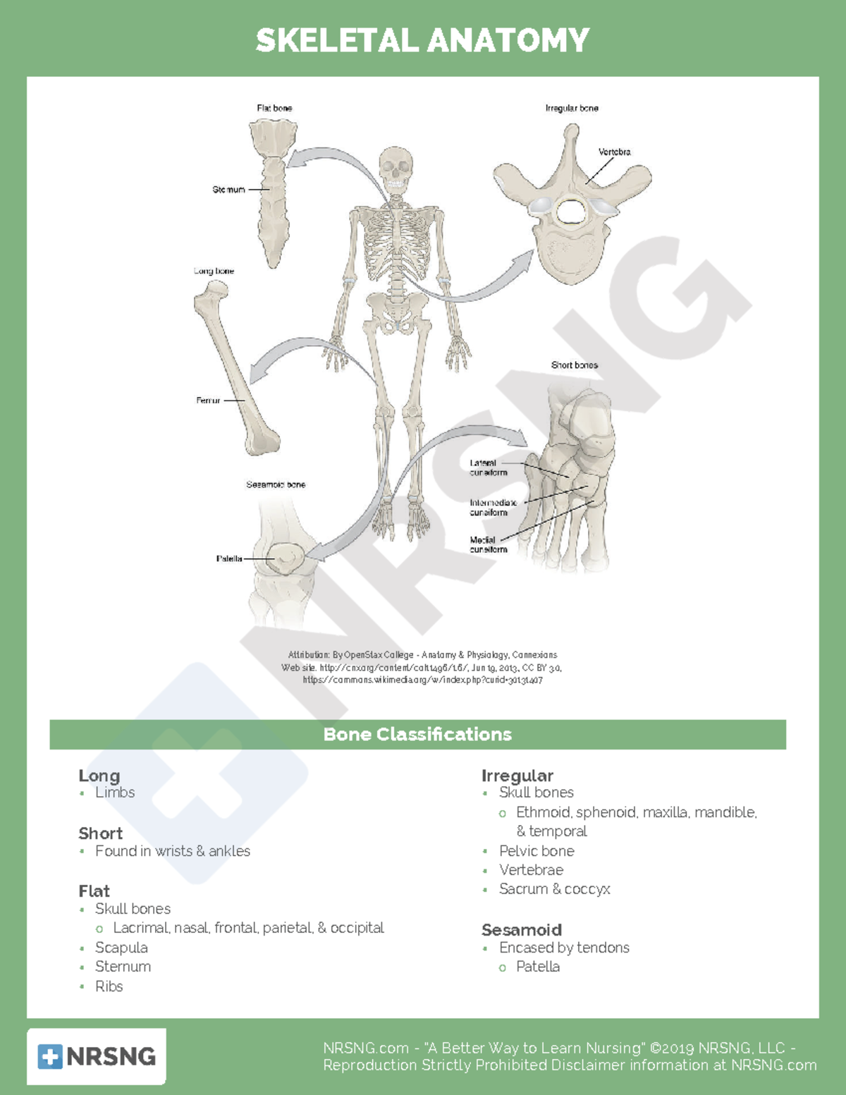 Skeletal anatomy - SKELETAL ANATOMY NRSNG - “A Better Way to Learn ...