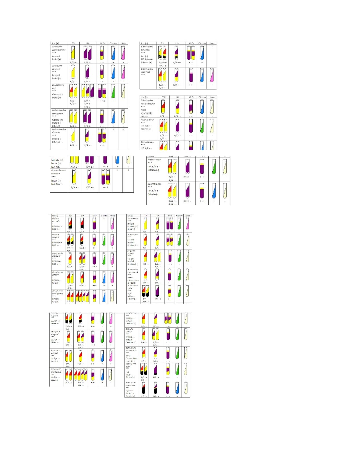 Pruebas Bioquímicas de Bacterias: TSI, LIA, MIO, Citrato y Urea - Studocu