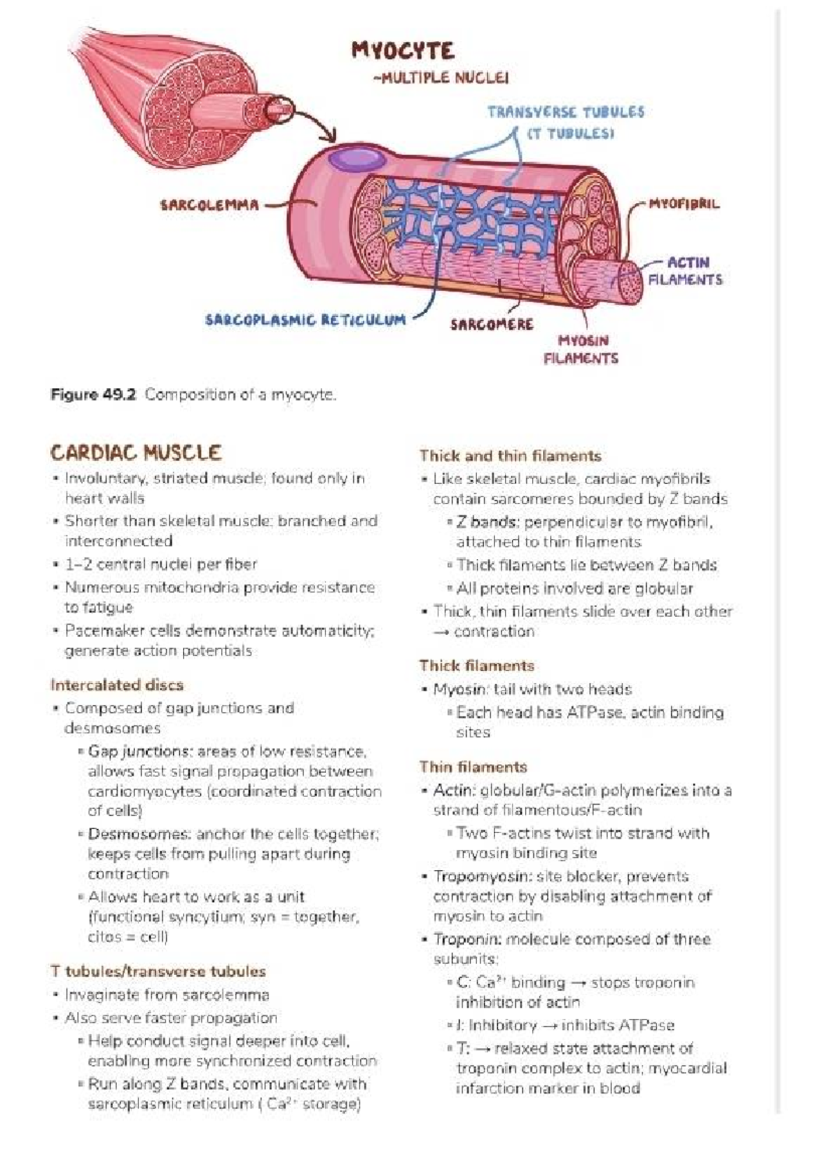 Cardiac Muscle Structure and Function: Myocyte Composition and ...