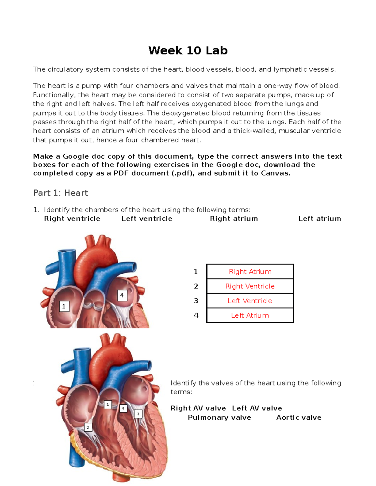 Week 10 Lab Answers - Week 10 Lab The circulatory system consists of the heart, blood vessels ...
