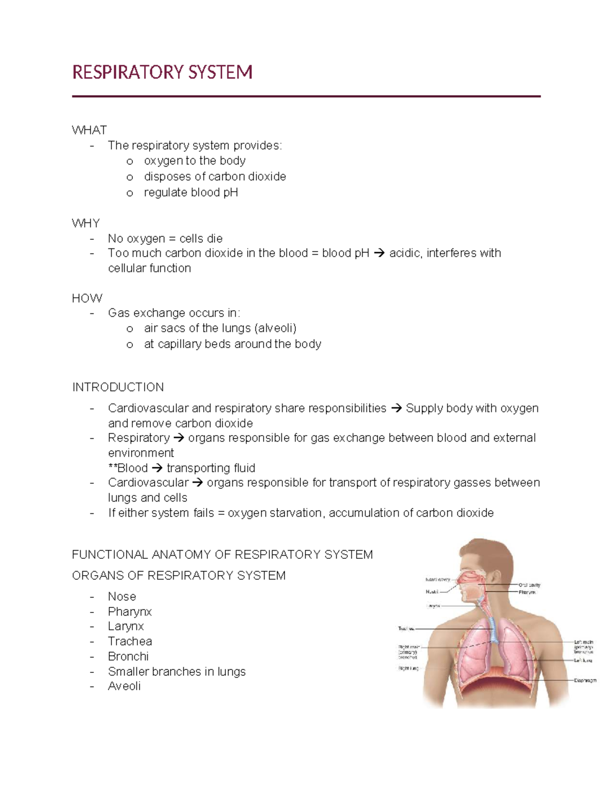 Respiratory System Overview: Key Functions and Anatomy (BIO 101) - Studocu