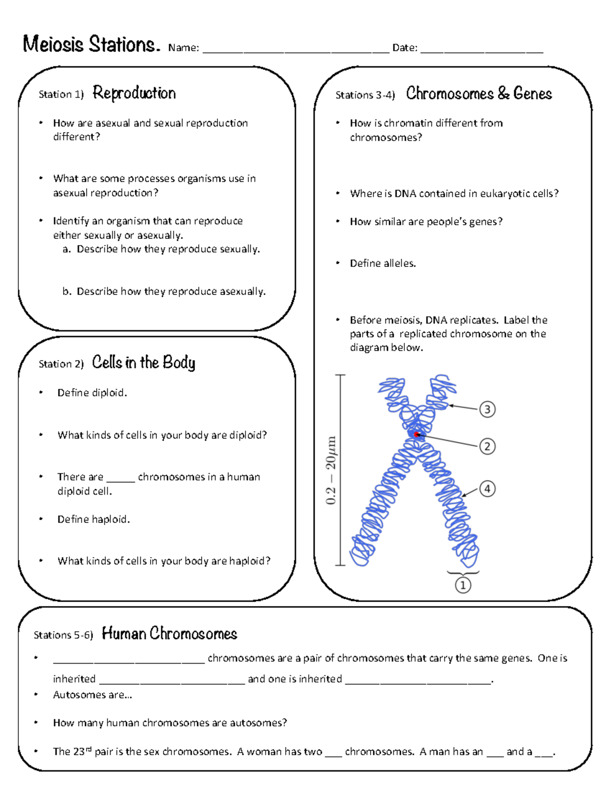 Meiosis Stations Student Sheet - Meiosis Stations. Name