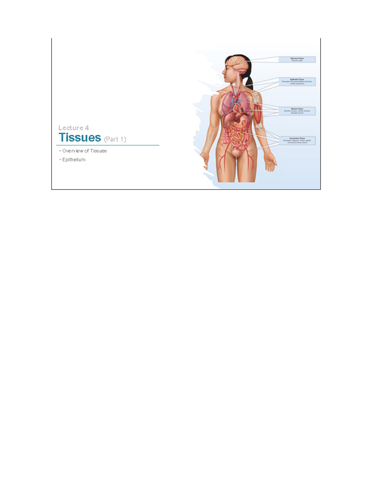 Lecture 4: Overview of Tissues - Focus on Epithelium and Its Types ...