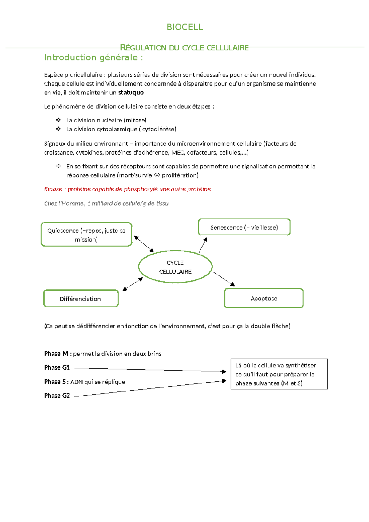 Régulation du cycle cellulaire et cancer : Synthèse des mécanismes ...