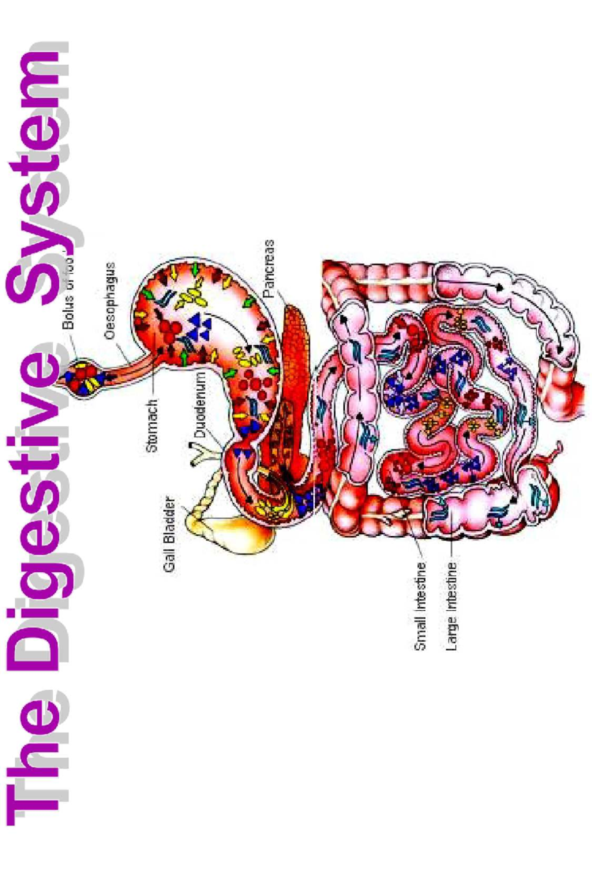 DL ANP1107 A GI Lecture: Functional Anatomy of the GI Tract - Studocu
