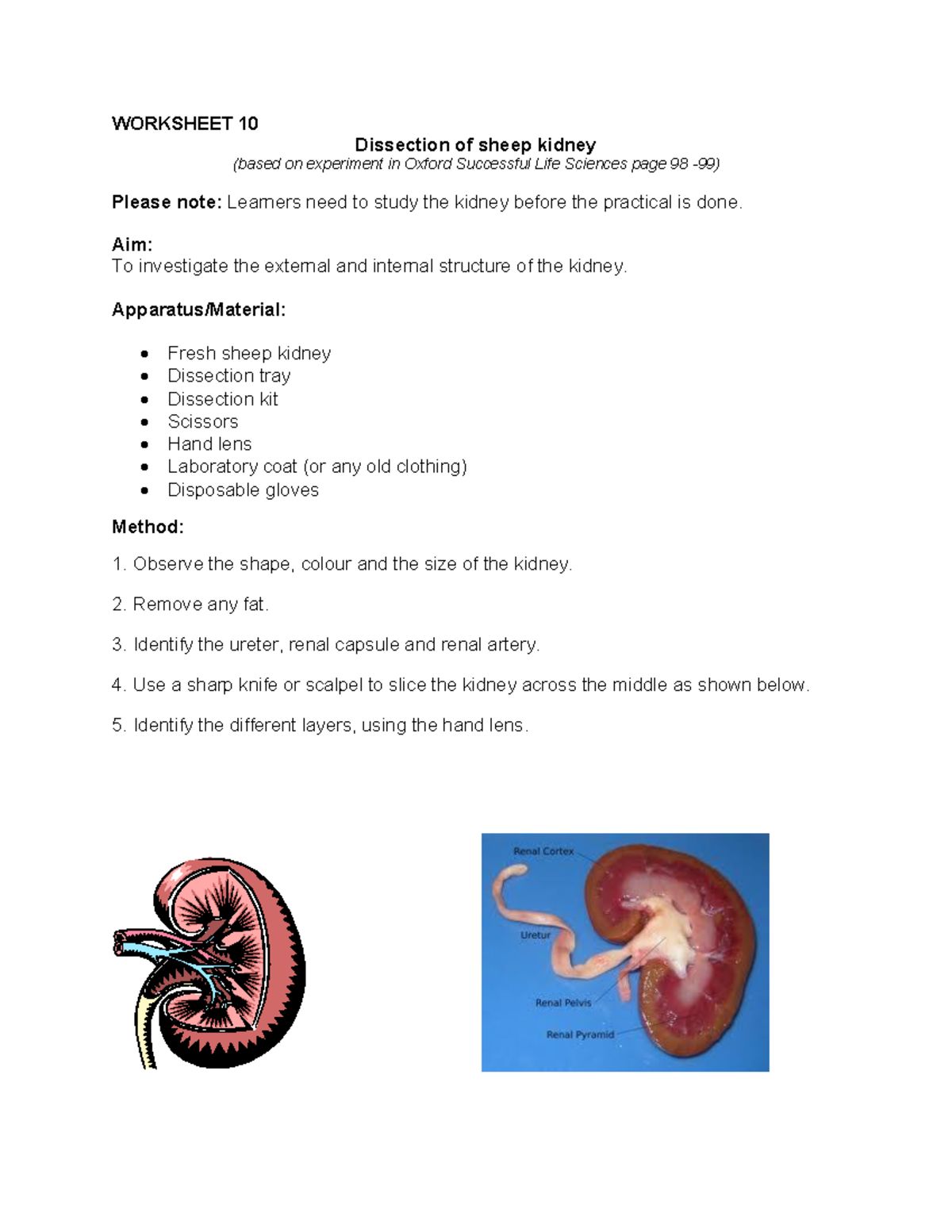 Dissection Worksheet 10: Exploring Sheep Kidney Anatomy - Gr11 - Studocu