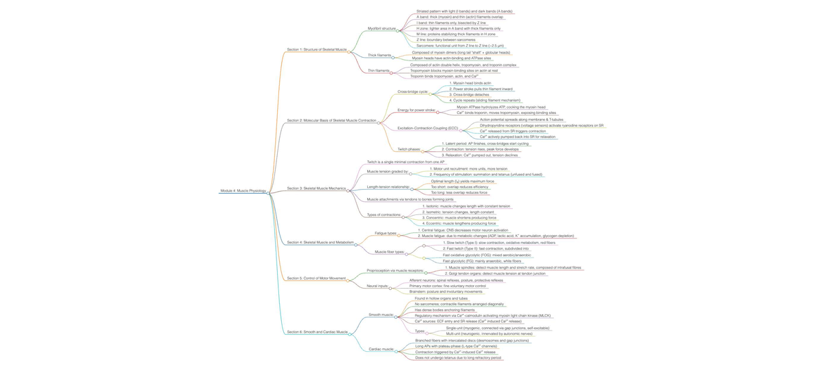 Mindmap of Module 4: Skeletal Muscle Structure & Function - Studocu