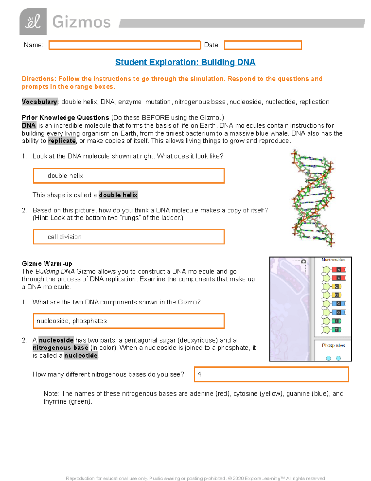 Cecilia Guzman - Building DNA Gizmo - Name: Date: Student Exploration ...